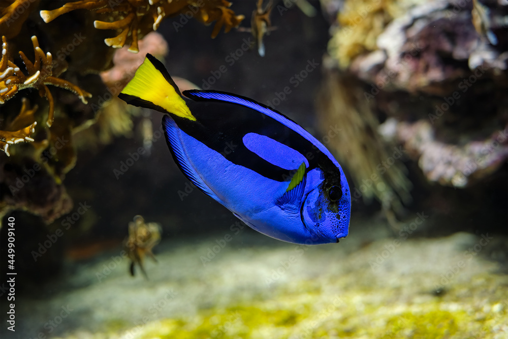 Paracanthurus hepatus blue surgeonfish fish underwater in sea Stock ...
