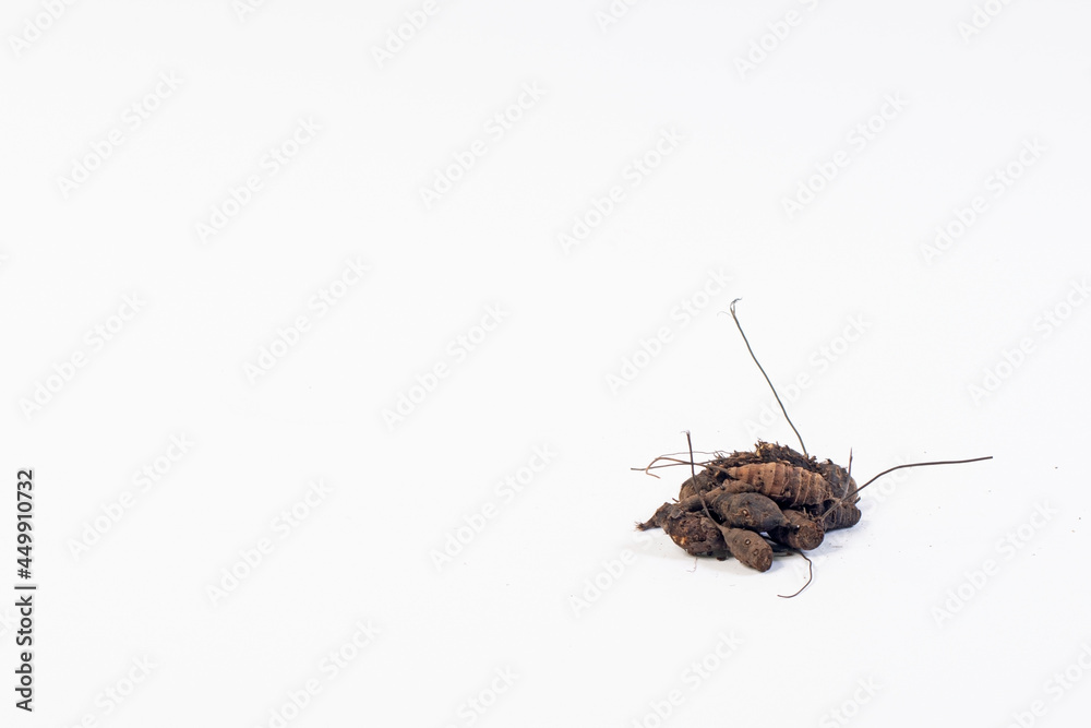 Cyperus rotundus dried Herbs Nut grass also called java grass, coco ...