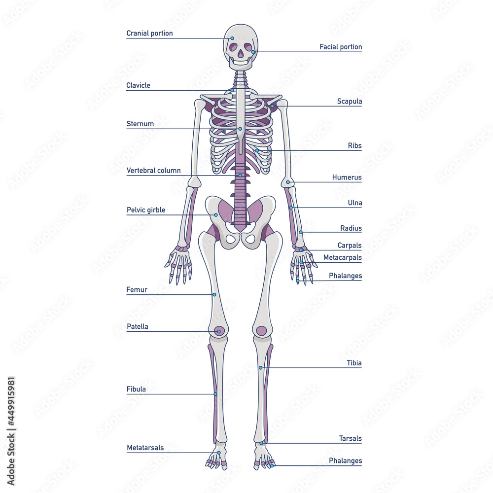 Human bones names anatomical model isolated vector illustration. Front ...