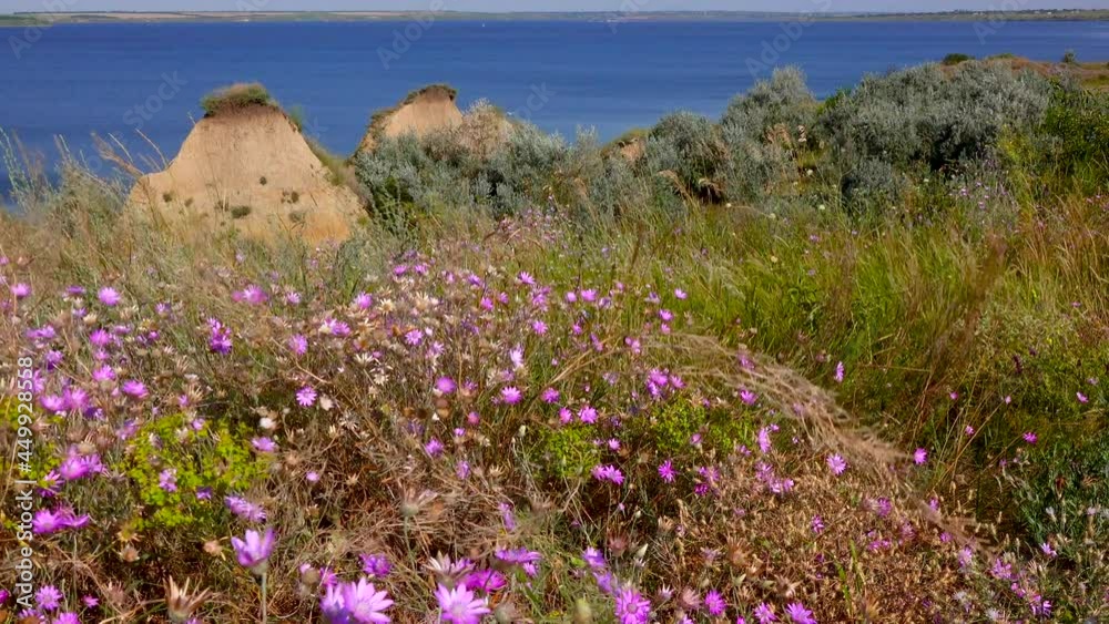 Blooming steppe, (Xeranthemum annuum) is a flowering plant species also known as annual ...