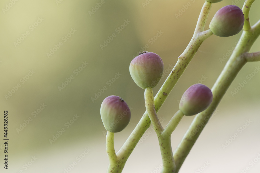 Pistacia terebinthus Cyprus turpentine shrub with horn-shaped galls and ...