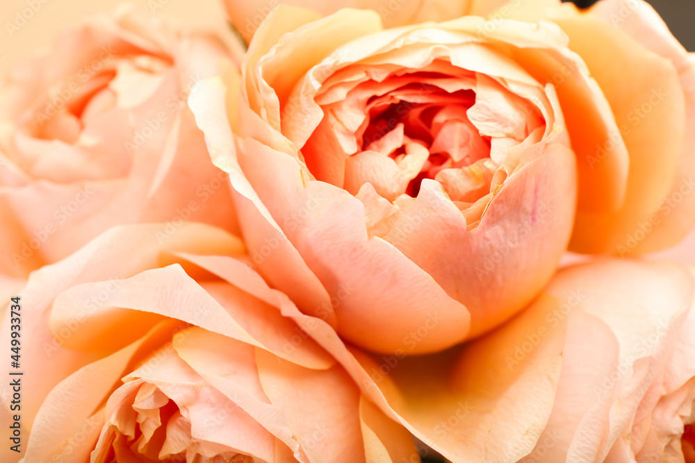 Beautiful peony roses as background, closeup Stock Photo | Adobe Stock