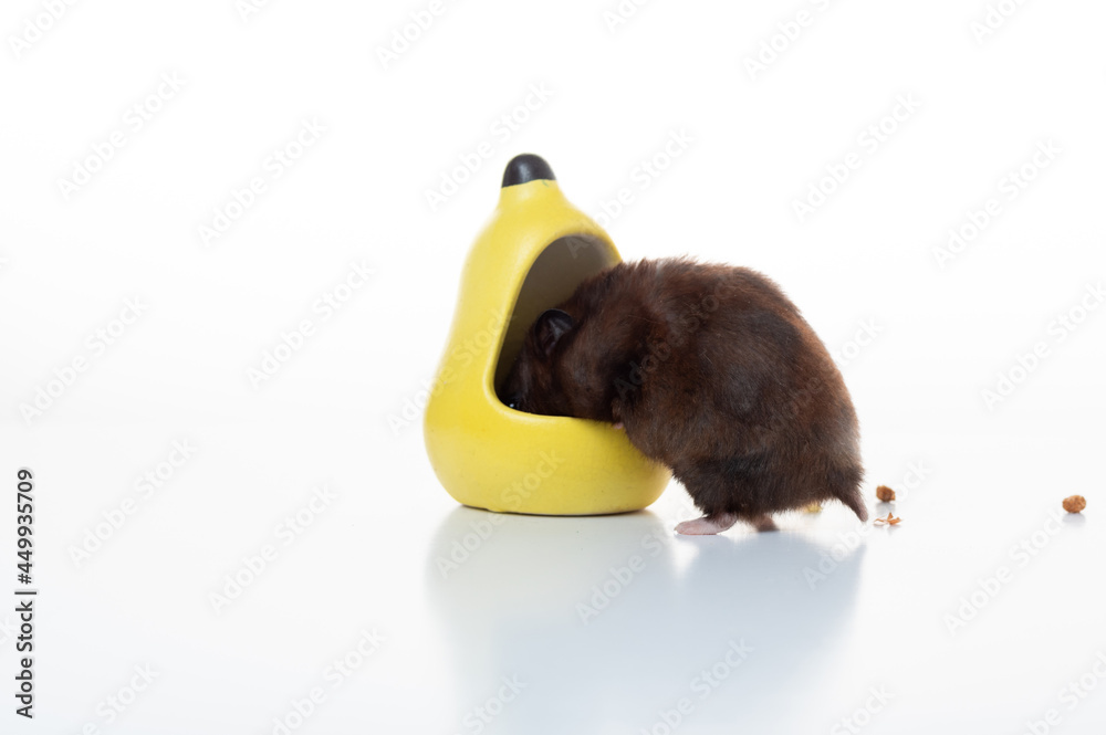 Hamster from behind. The hamster climbed into the trough. The hamster ...