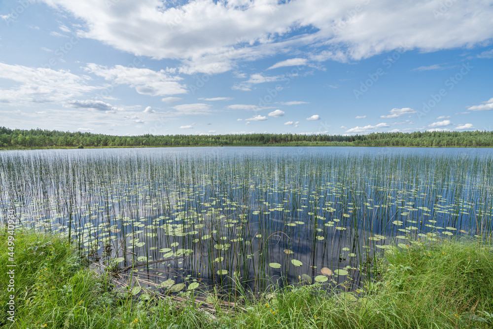 Swamp lake in Teirumnieki Bog Trail (Rezekne) in Lubana Wetland Complex ...
