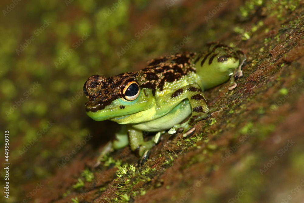 Black-spotted Rock Frog (Staurois guttatus) in natural habitat, Sarawak ...