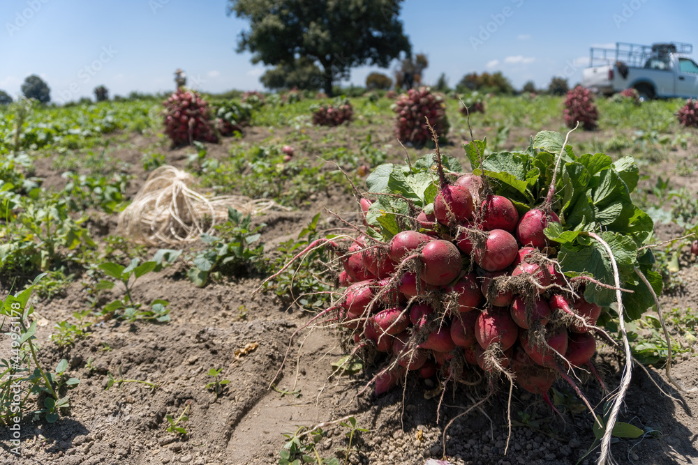 Radish (Raphanus sativus) plantations in an agricultural field Stock ...
