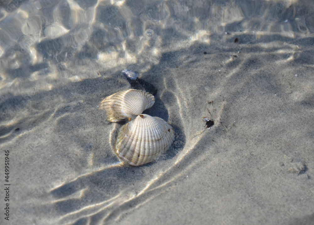 Muschel am Ostseestrand Stock Photo | Adobe Stock