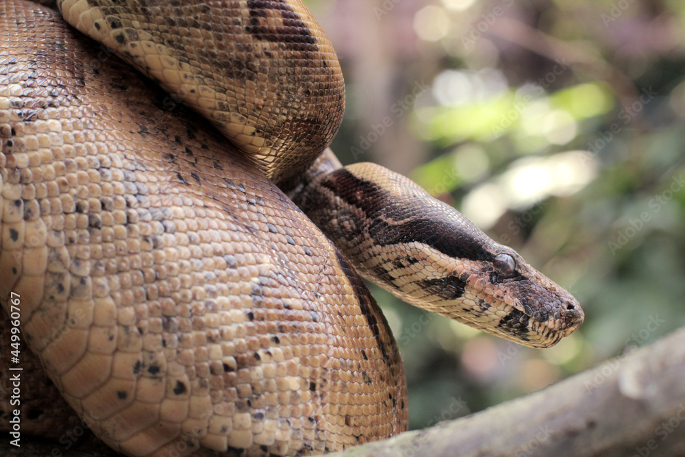 The boa constrictor also called the red-tailed boa or the common boa ...