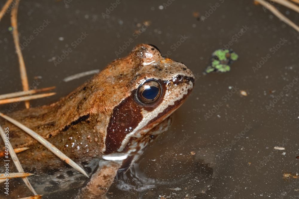 Marsh frog (Pelophylax ridibundus), in natural habitat, Russia ...
