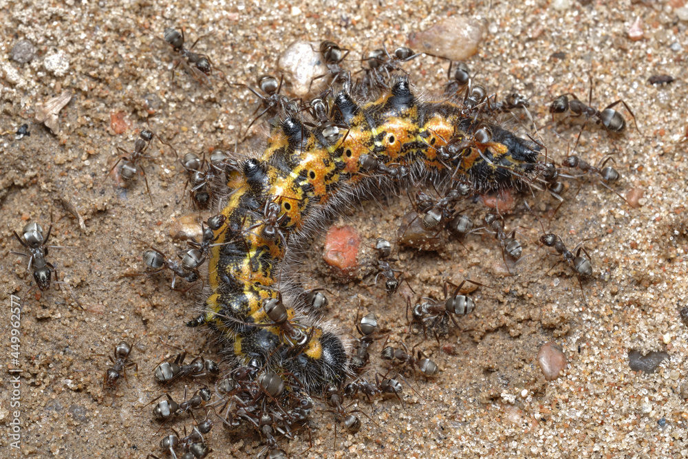 the struggle of animals in the microcosm, the attack of red forest ants ...