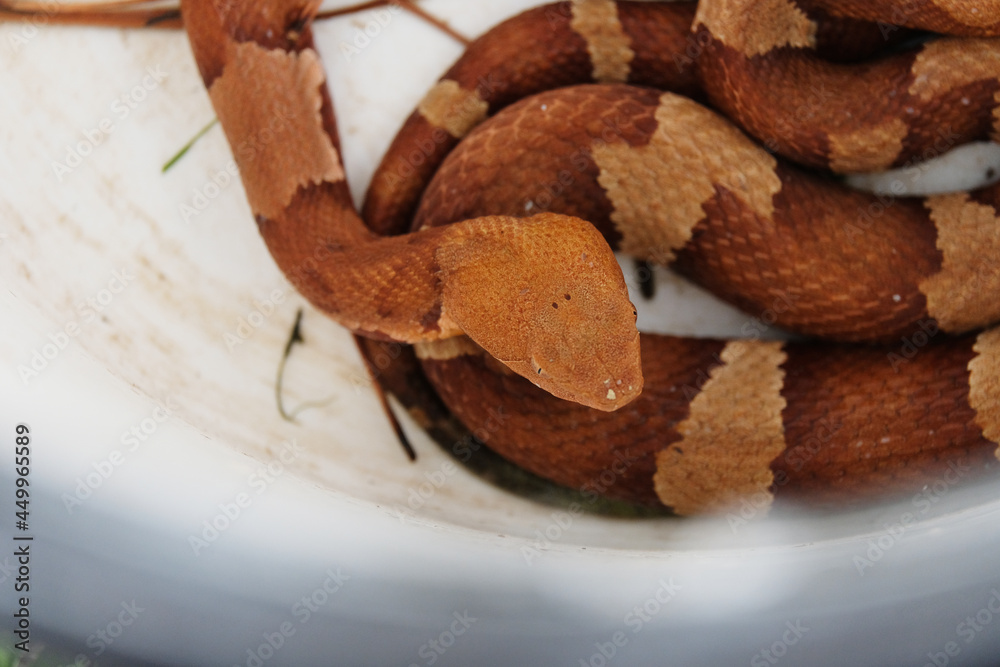 Venomous Copperhead snake head shows dangerous reptile pattern. Stock ...