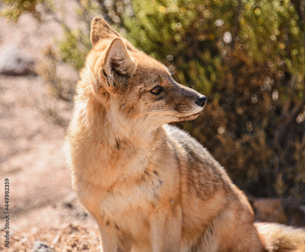 Culpeo (Lycalopex culpaeus), Andean fox in the desert, San Pedro de ...