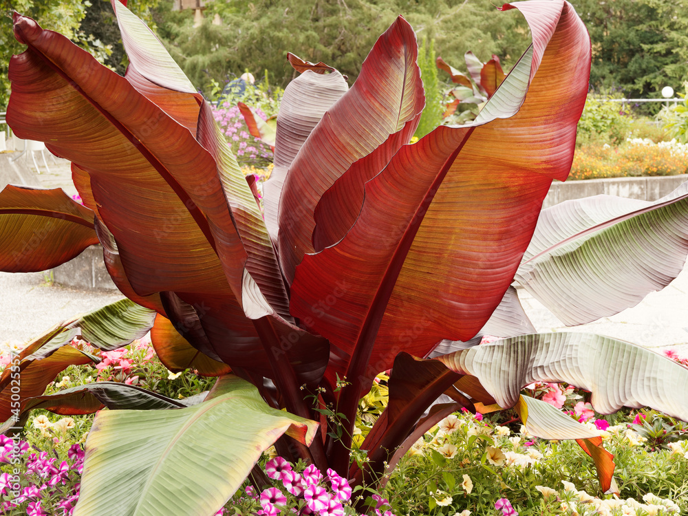 Ensete ventricosum maurelii ou Musa ventricosa - Bananier d'Abyssinie ...