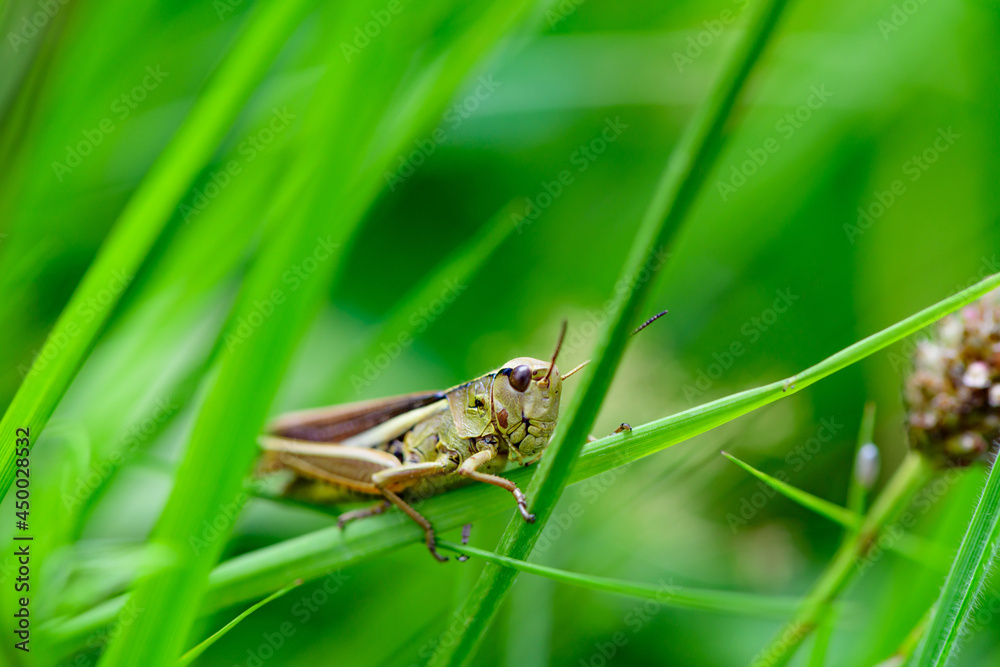 Chorthippus montanus, water meadow grasshopper in the austrian region ...
