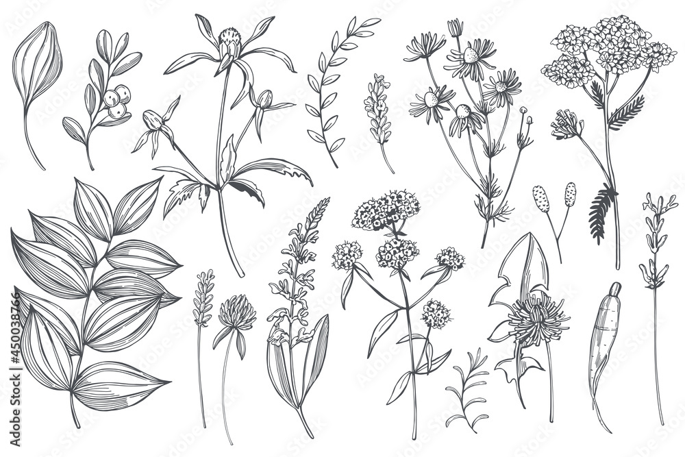 Hand drawn medicinal herbs.Vector sketch illustMedicinal herbs. Sketch ...