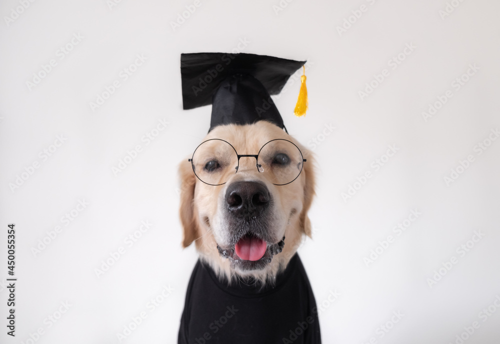 A dog in a graduate costume. A golden retriever in a black graduation ...