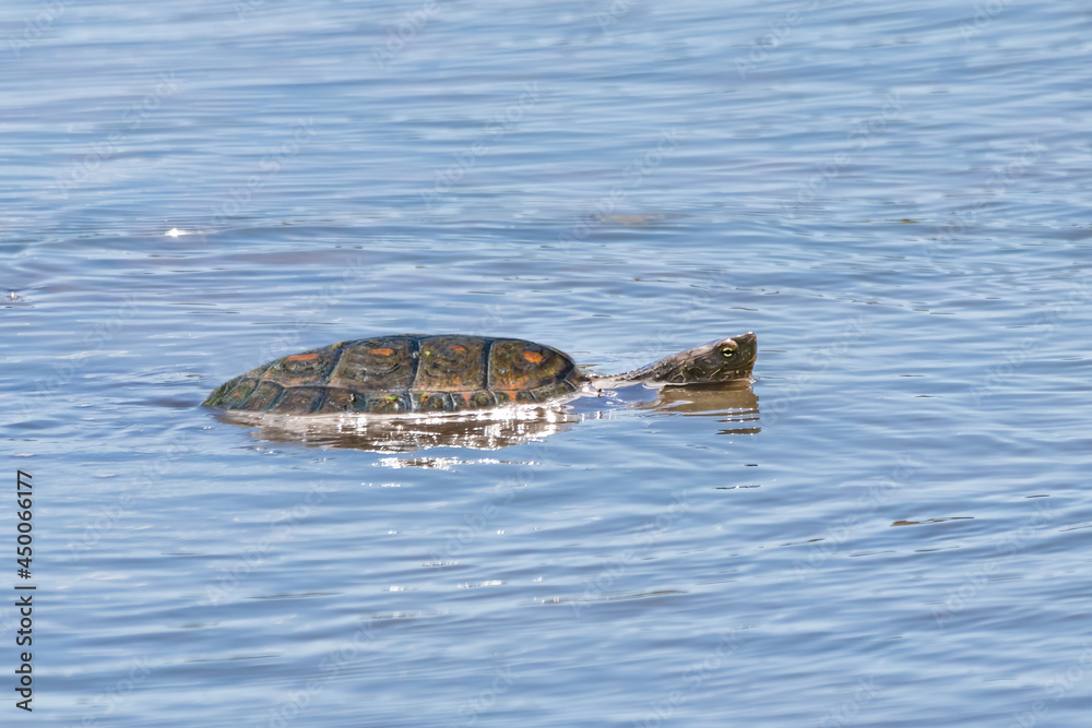 The Spanish pond turtle (Mauremys leprosa), also known as the ...