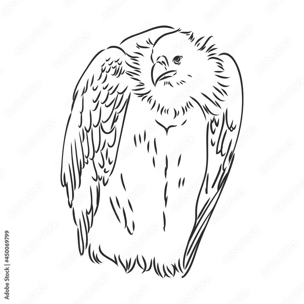 Vulture illustration, drawing, engraving, ink, line art, vector Stock ...