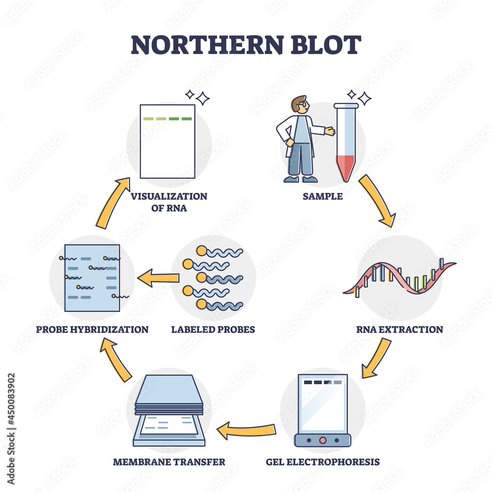 Northern blob extraction method to detect RNA in sample outline diagram ...