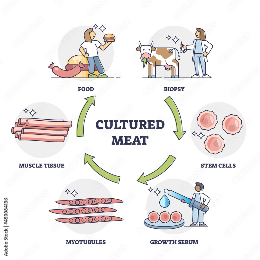 Cultured meat technology as artificial calf stem cells food growth ...