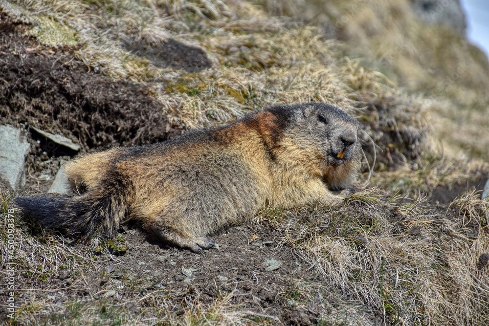 Murmeltier, Bau, Höhle, herauslugen, herausklettern, Murmeltiere ...