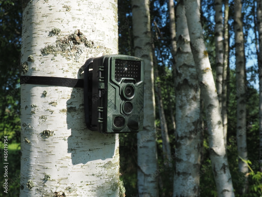Trail camera on a tree. Photo and video trap. Animal monitoring device ...