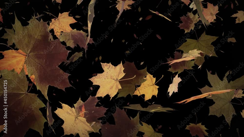 Autumn leaves falling animation with Alpha Channel. This animation is ...
