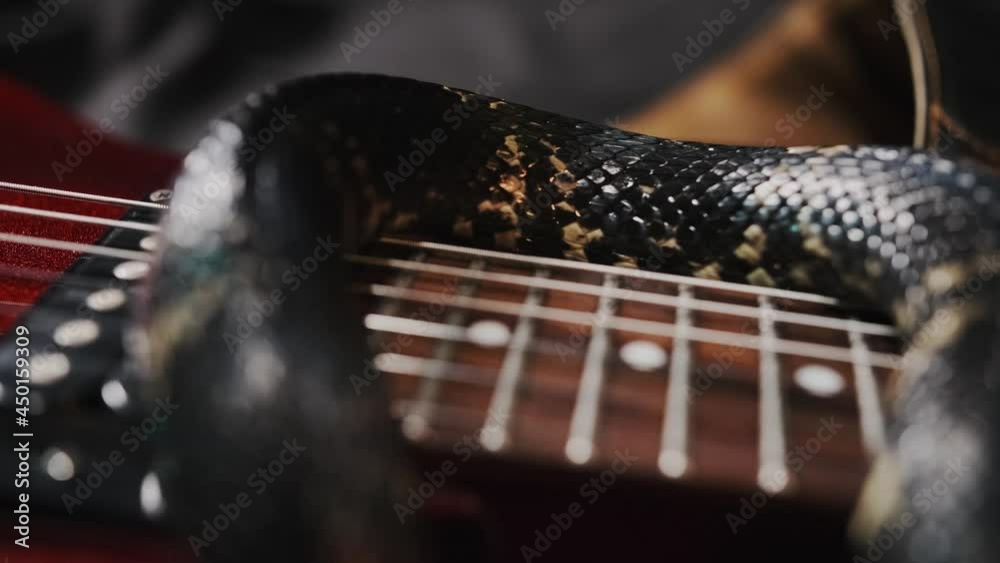 Dark snake creeping over guitar on the black silk sheet, showing its ...
