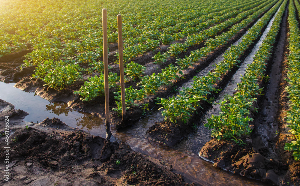 Surface Irrigation