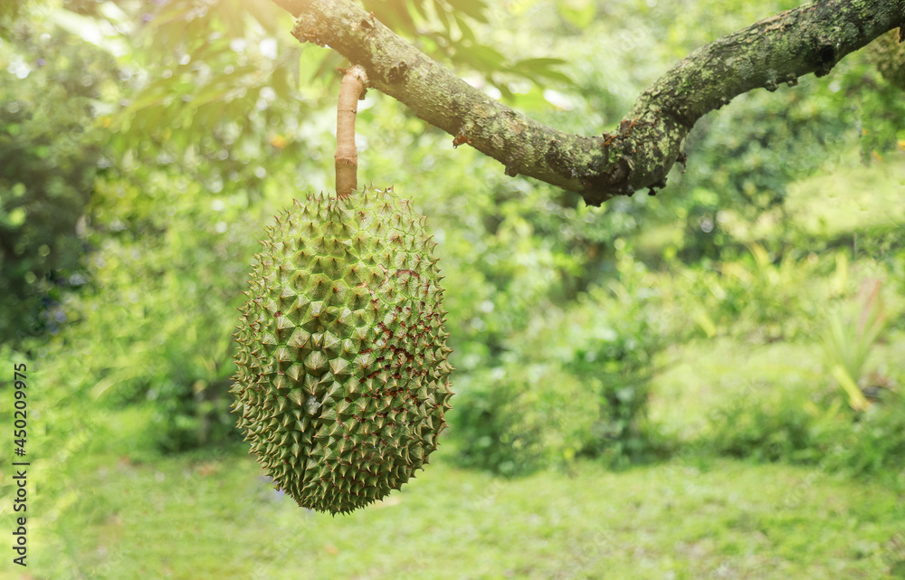 Growing green durian fruit hanging on tree in agriculture farm of local ...