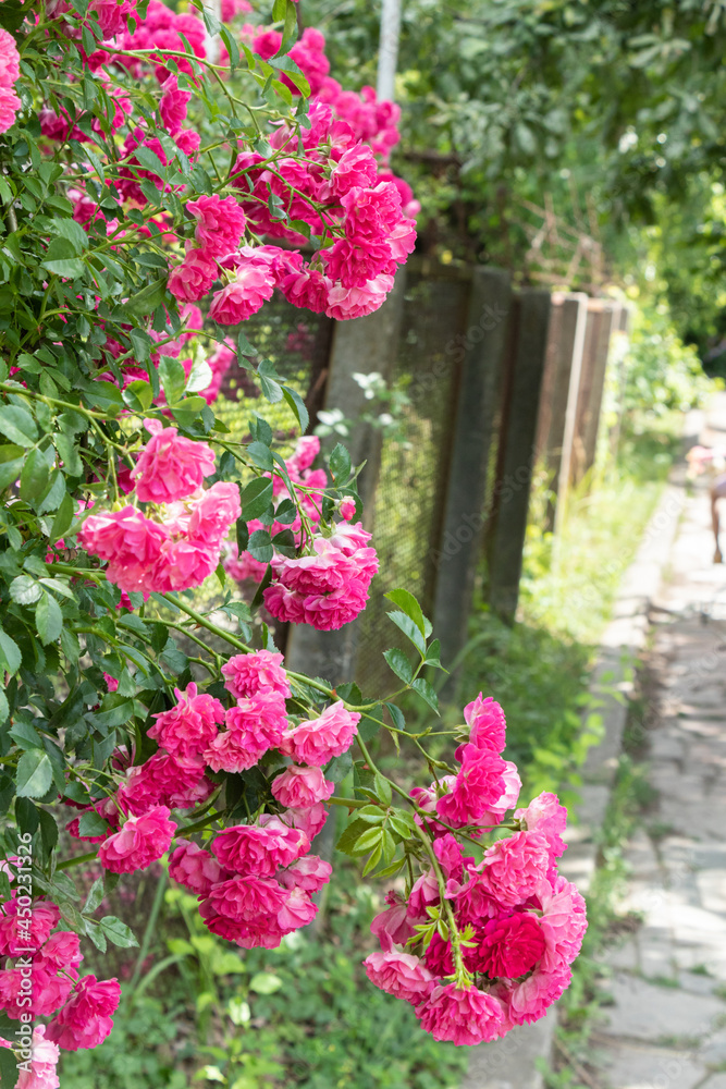 Climbing pink roses wrapped around a mesh metal fence with barbed wire ...