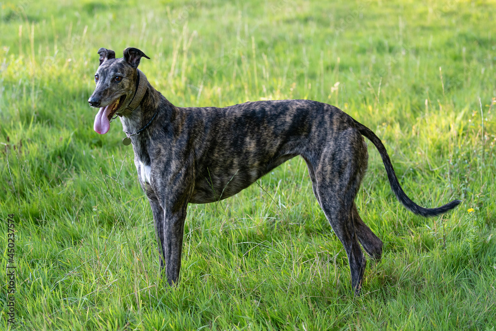 brindle greyhound standing in a field panting with tongue out Stock ...