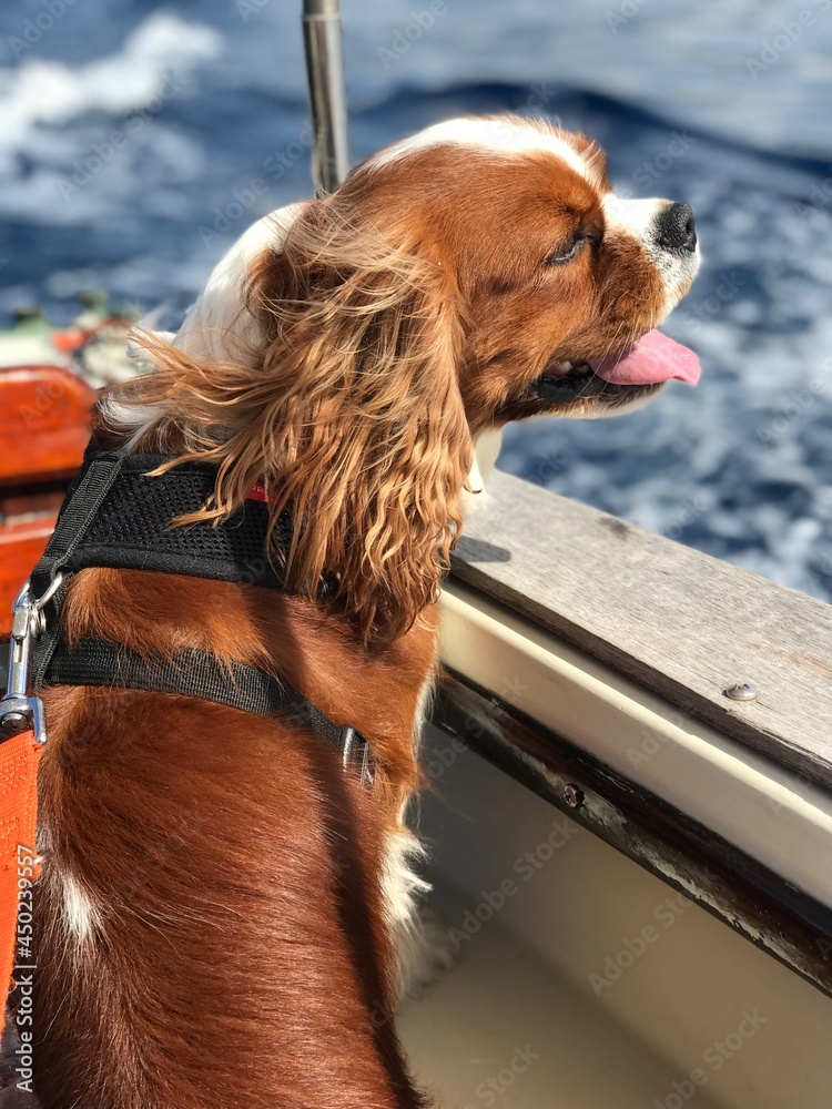 Cavalier King Charles Julian On A Boat Looking At The Sea Stock Photo ...