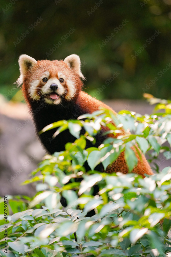 Cute red panda from japan zoo Stock Photo | Adobe Stock