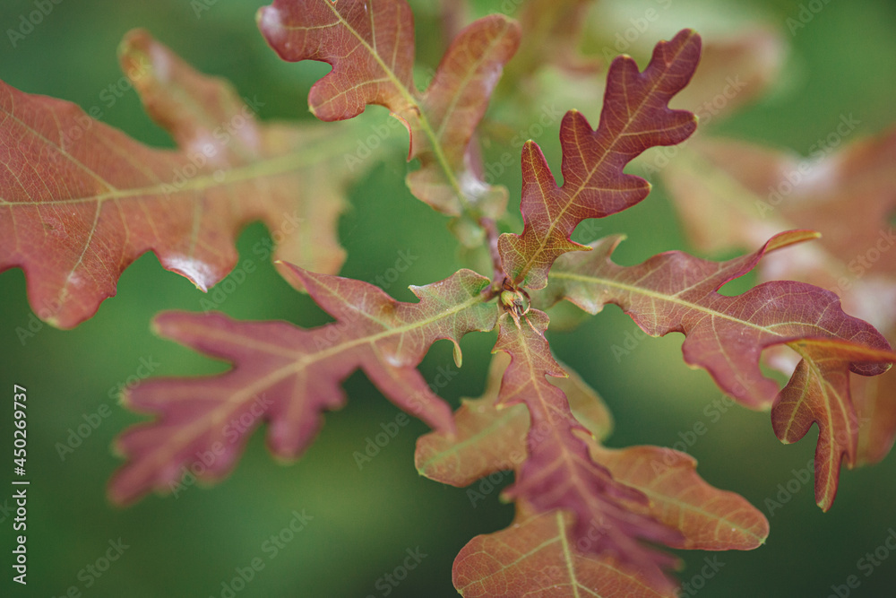 small oak tree was planted in soil. Saplings or plants illuminated by ...