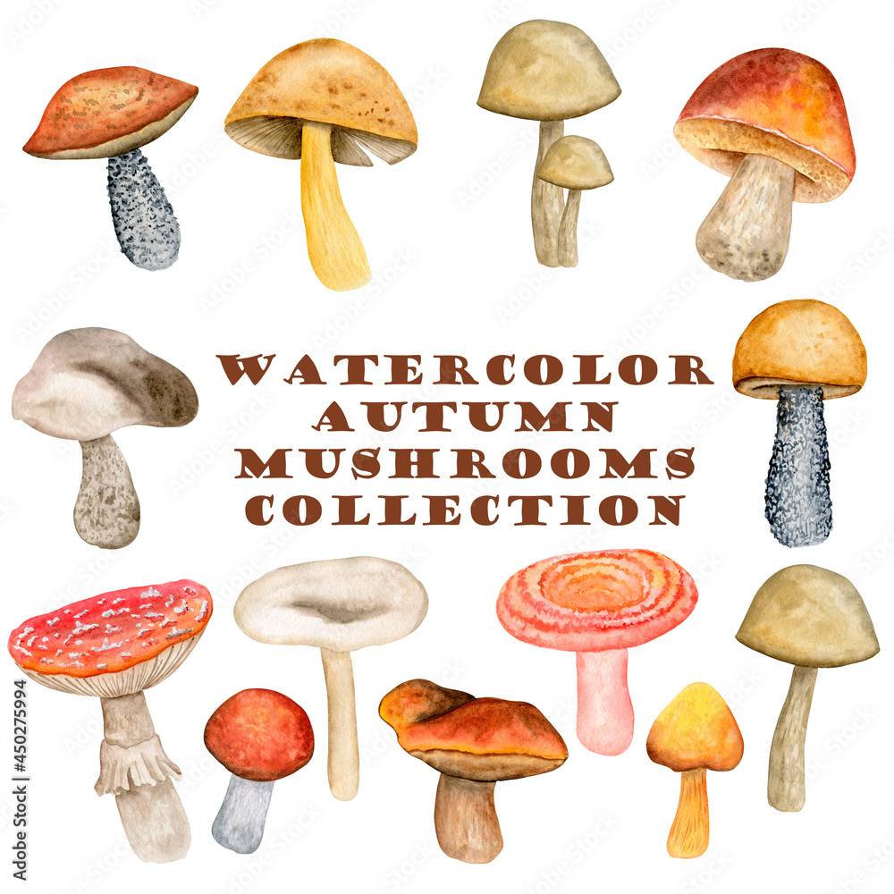 Hand drawn watercolor forest mushroom collection. Autumn forest clipart ...