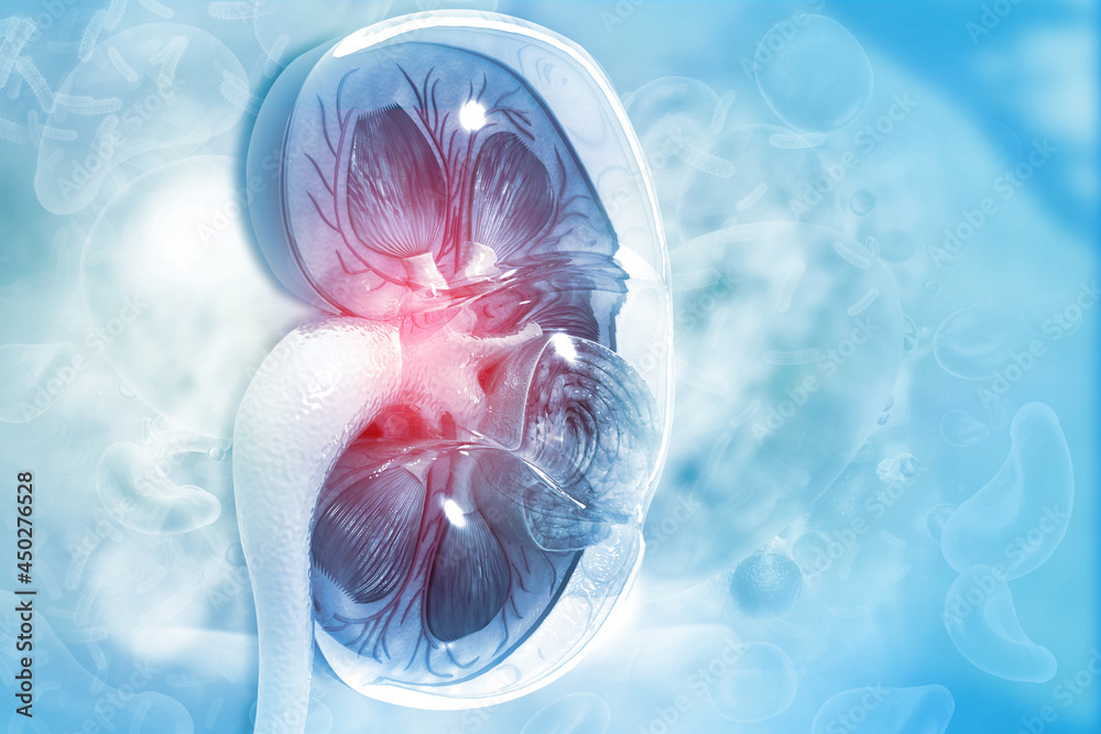 Anatomy of human kidney on medical background. 3d illustration Stock ...