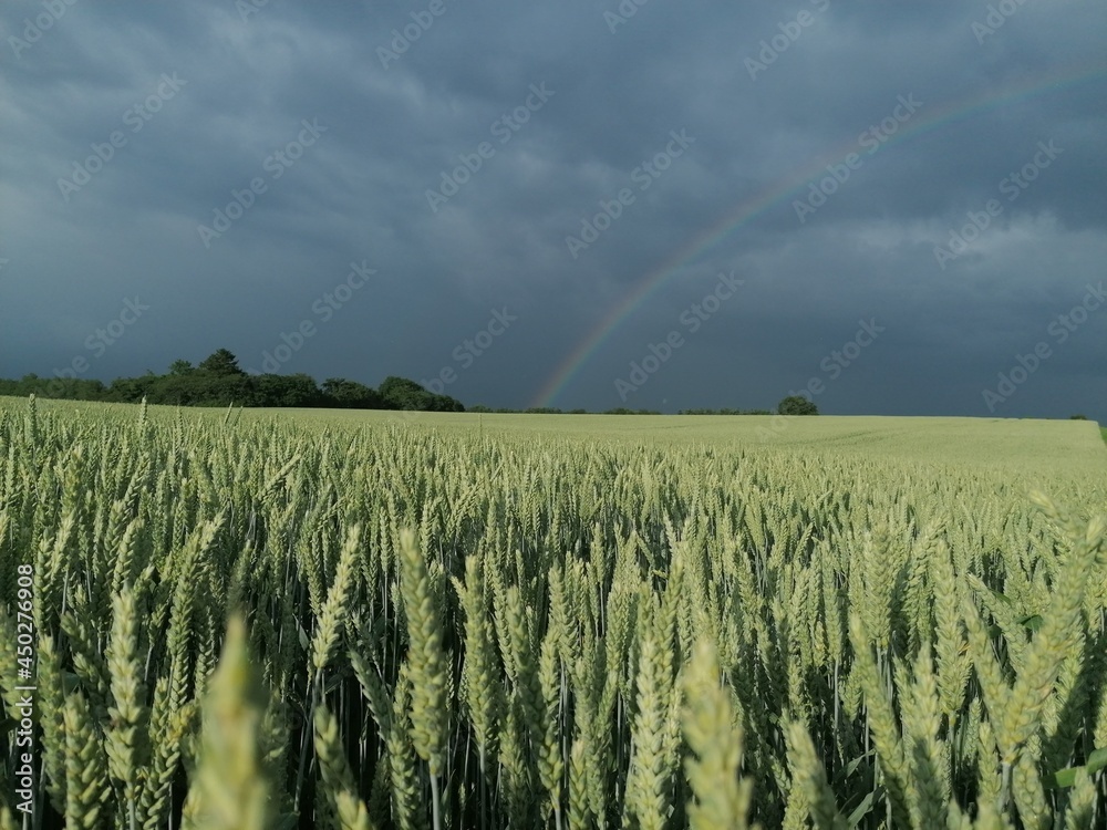 Sunset over the cornfields in the moody dark clouds in the countryside ...