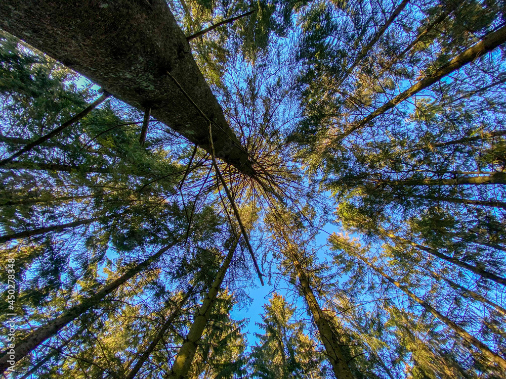 arbres,cîmes,contre-plongée, contre plongée,perspective,arbre,foret ...