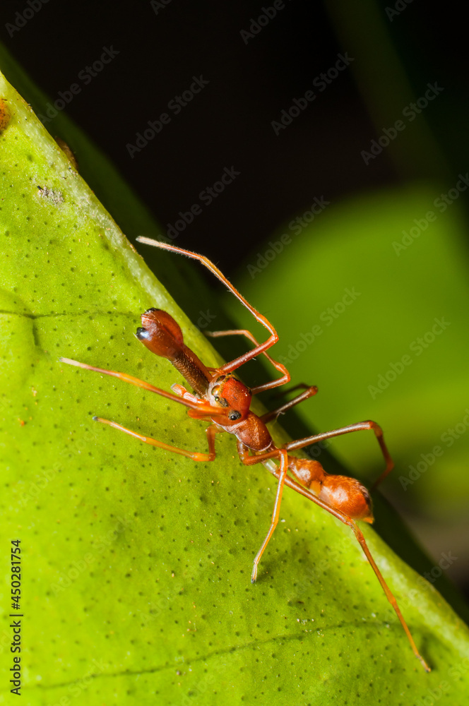 Many species jumping spiders are in mimicry of ants. Male Ant Mimic ...