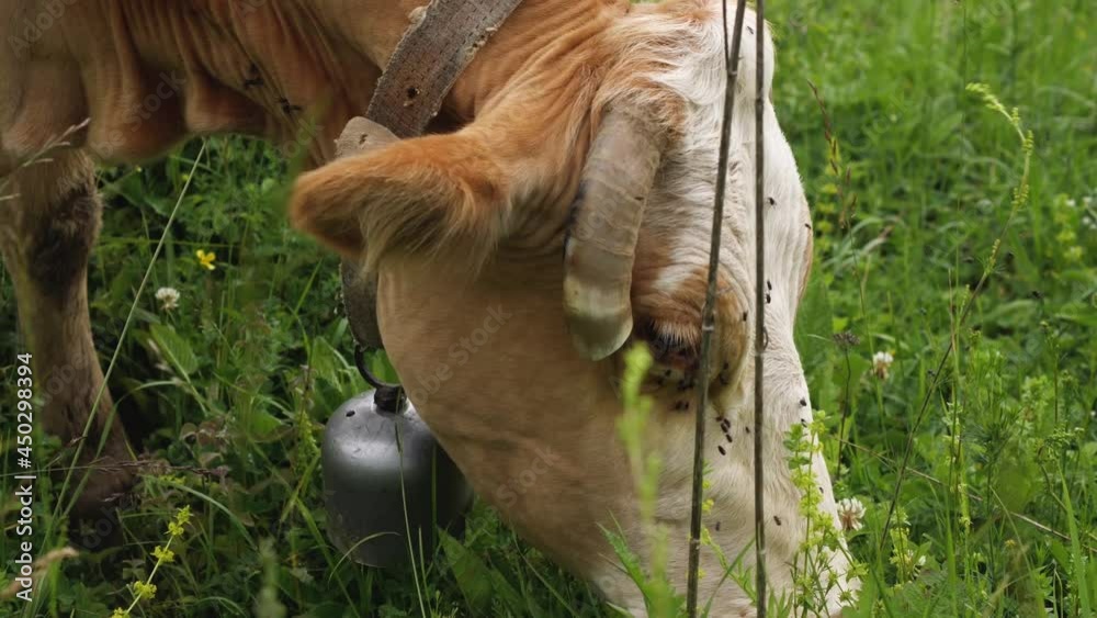 Close-up of a cow's head with its horns cut off. She has flies on the ...