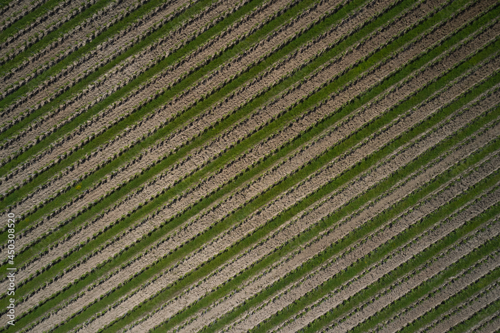 Diagonal Rows of vineyards aerial view. Grape plantation in Italy top ...