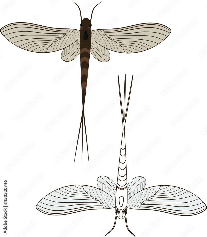 Realistic Illustration of Mayfly or shadfly or fishfly Insect. Isolated ...