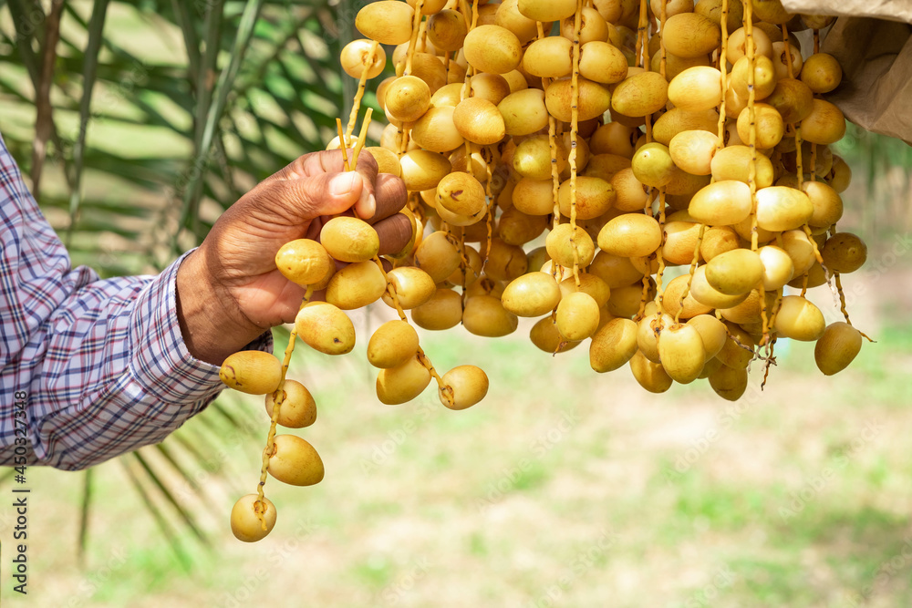 close-up photo Asian elderly farmer Holding fresh yellow dates and ...