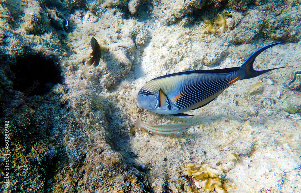 Underwater scene with Sohal, the King of the Surgeonfishes - Acanthurus ...