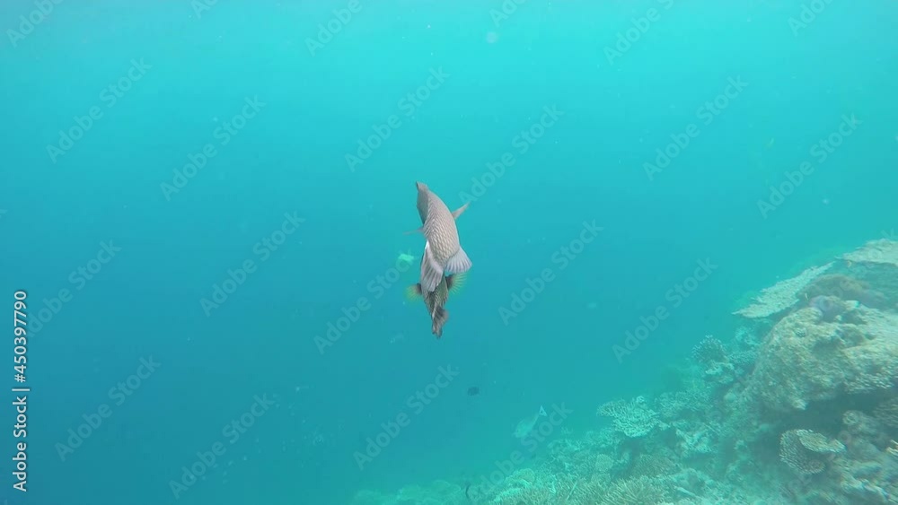 Maldives juvenile rock mover wrasse fish couple is swimming at the ...