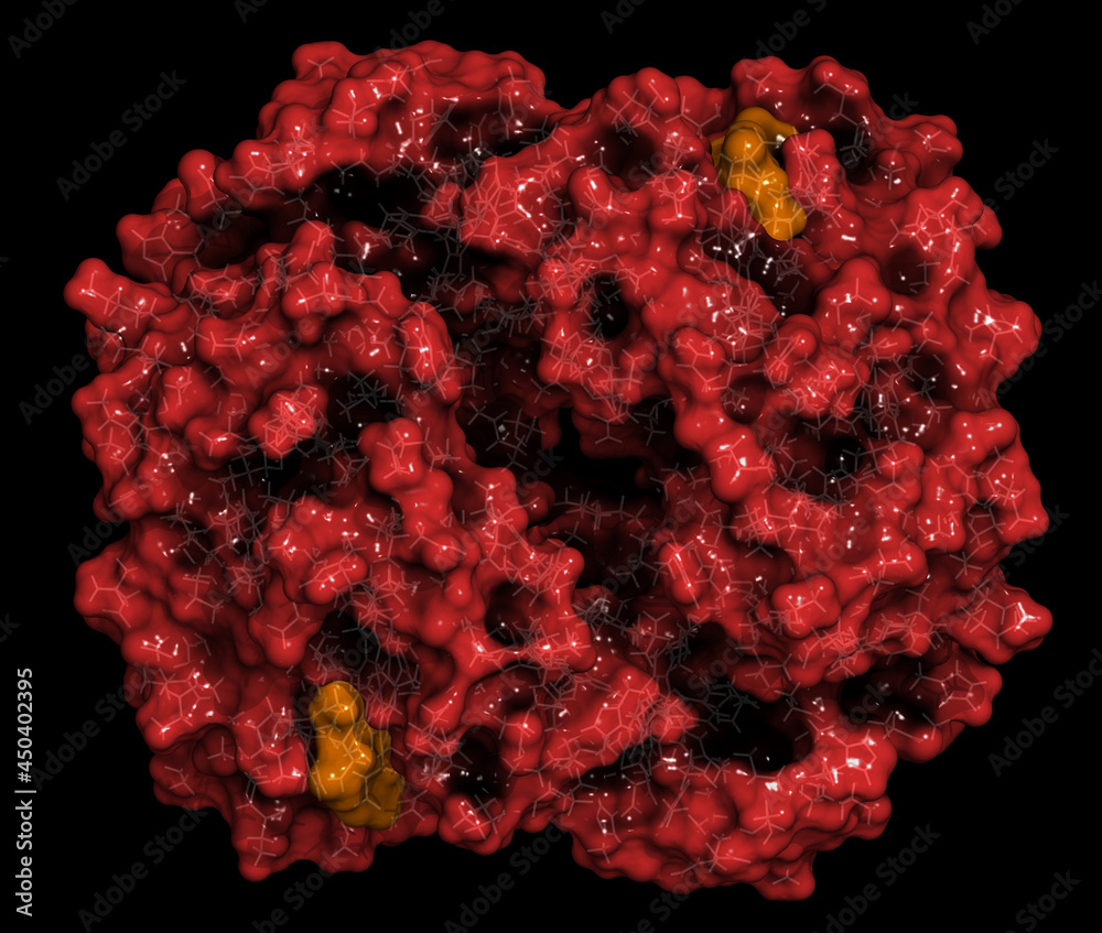 Hemoglobin Human Hb Protein Molecule Chemical Structure Stock