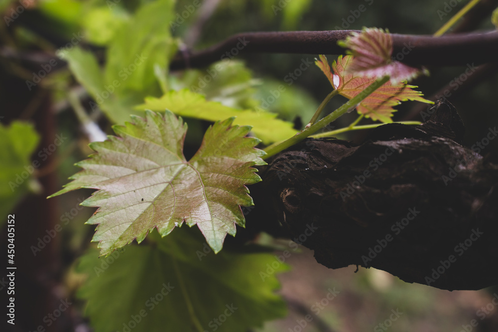 Young leaf of grape tree. Nature in details. Summer nature close up ...