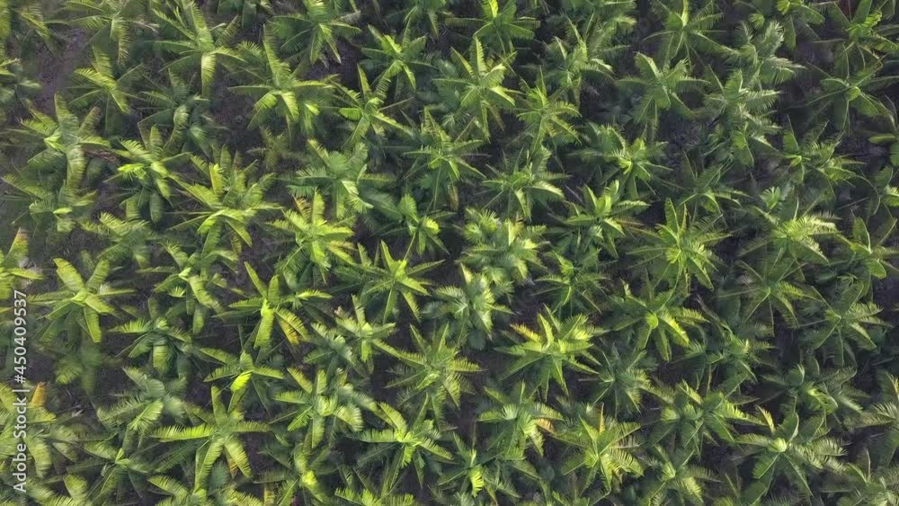 Drone aerial view of palm trees of acai berry fruit agriculture field ...