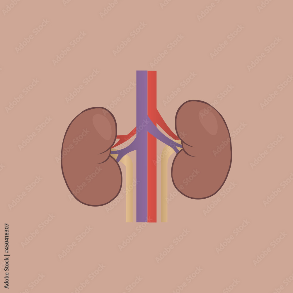 vector illustration of kidneys, renal artery, renal vein and ureter ...